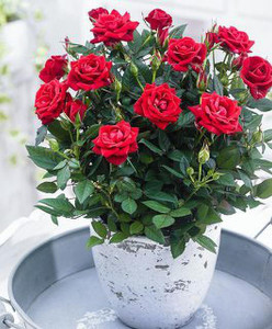 Plants Point Rose Plant Price in India - Buy Plants Point Rose Plant ...