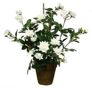 Plants Point Rose Plant Price in India - Buy Plants Point Rose Plant ...