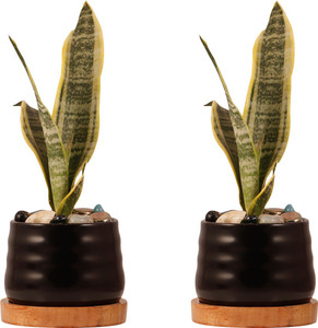 Lasaki PL99 Black with Wooden Plate wp4.5 Set of 2 Ceramic Pots for ...