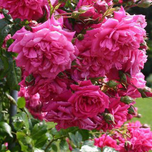 Plants Point Rose Plant Price in India - Buy Plants Point Rose Plant ...