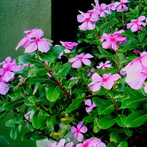 JR GLOBLE Sadabahar Plant Price in India - Buy JR GLOBLE Sadabahar ...