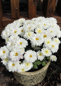 khushboo Chrysanthemums/ Guldavari Plant Price in India - Buy khushboo ...