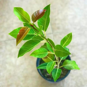 Vijay Sales Pilkhan Plant Price in India - Buy Vijay Sales Pilkhan ...