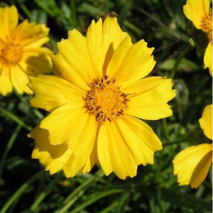 Green World COREOPSIS MAYFIELD BEAUTY STARS FLOWER SEEDS FOR KITCHEN ...