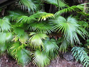 Green World BUTTON PALM / ASSAM FAN PALM / LIVISTONA JENKINSIANA ...
