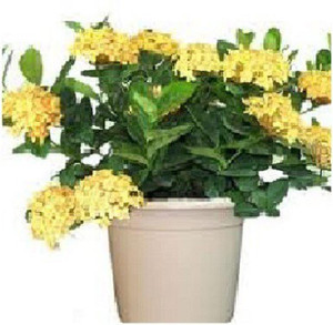 Flora Guards Jasmine Plant Price in India - Buy Flora Guards Jasmine ...