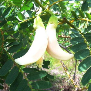 Indiana Herbalife Agati Plant Price in India - Buy Indiana Herbalife ...