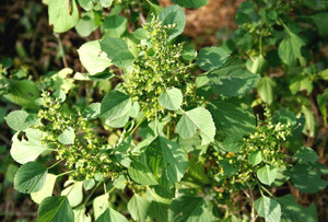 Indiana Herbalife Indian Nettle Plant Price in India - Buy Indiana ...