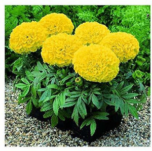 YOUNG STAR MARIGOLD FLOWER SEEDS Seed Price in India - Buy YOUNG STAR ...