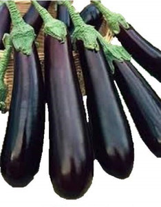 YOUNG STAR BRINJAL Seed Price in India - Buy YOUNG STAR BRINJAL Seed ...