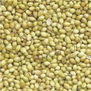 Mind View Gardening Dhaniya seed Seed Price in India - Buy Mind View ...