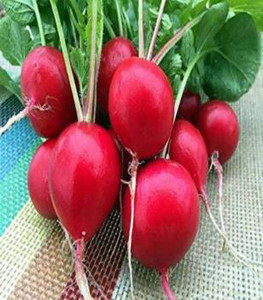 YOUNG STAR RED ROUND RADISH Seed Price in India - Buy YOUNG STAR RED ...
