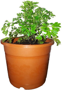 GUTI MOHOR Aralia Plant Price in India - Buy GUTI MOHOR Aralia Plant ...