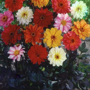 DIOART ™ PAU-753-Seeds Dahlia Dandy Mix Flower Seeds (Dahlia Variabilis ...