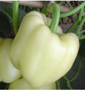 KRISHNA White capsicum seeds (Imported) Seed Price in India - Buy ...