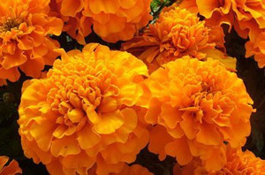 YOUNG STAR MARIGOLD ORANGE Seed Price in India - Buy YOUNG STAR ...