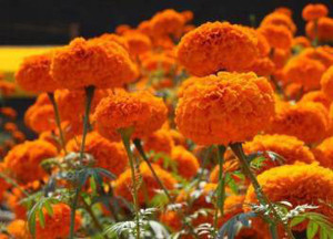 YOUNG STAR MARIGOLD Seed Price in India - Buy YOUNG STAR MARIGOLD Seed ...