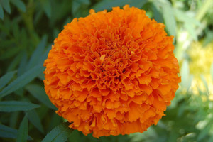 YOUNG STAR MARIGOLD Seed Price in India - Buy YOUNG STAR MARIGOLD Seed ...