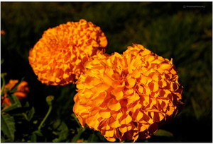 YOUNG STAR MARIGOLD Seed Price in India - Buy YOUNG STAR MARIGOLD Seed ...