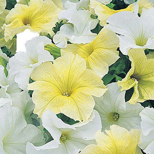ario Petunia Ultra Star Mixed Flower Seed Price in India - Buy ario ...