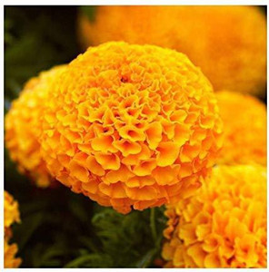 YOUNG STAR MARIGOLD Seed Price in India - Buy YOUNG STAR MARIGOLD Seed ...