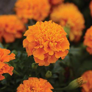 YOUNG STAR MARIGOLD Seed Price in India - Buy YOUNG STAR MARIGOLD Seed ...