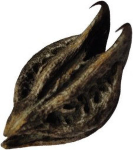 CooPany Bat Head Root Seeds Seed Price in India - Buy CooPany Bat Head ...