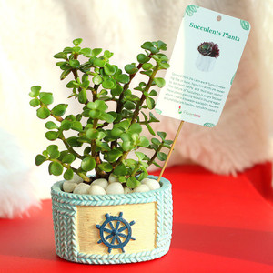 Floweraura Jade Plant Price in India - Buy Floweraura Jade Plant online ...