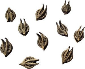 CooPany DEVIL PODS SEEDS / DEVIL SEEDS Seed Price in India - Buy ...