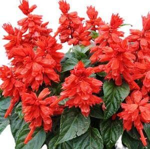 YOUNG STAR RED SALVIA FLOWERS Seed Price in India - Buy YOUNG STAR RED ...