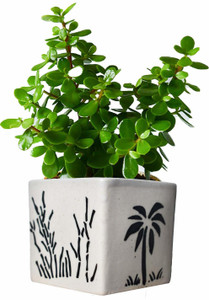 WG Wood Gibbs Money Plant Price in India - Buy WG Wood Gibbs Money ...
