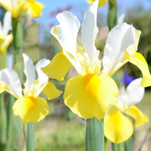 LIVE GREEN Dutch Iris ‘Apollo’ Important Flower Bulbs Seed Price in ...