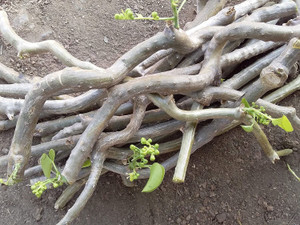 Biosnyg Giloy Stems Guruch Plantation (6-Inch) 5 Seeds Seed Price in ...