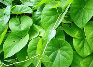 Biosnyg GILOY STEM GUDUCHI Neem Giloy Plant Live 5 Seeds Seed Price in ...