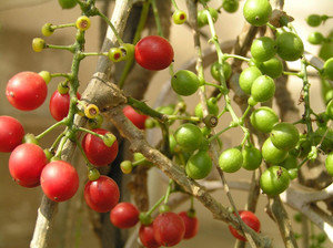 Biosnyg Guduchi Geeloh Amrita Guchcha Neem Giloy Stem For Plantation 5 ...