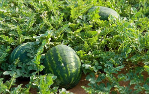 modernseed Watermelon Seed Price in India - Buy modernseed Watermelon ...