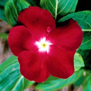 Paudha Vinca Deep red /sada bahar Seed Price in India - Buy Paudha ...