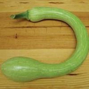 Sjeme Rampicante Zucchini Seed Price in India - Buy Sjeme Rampicante ...