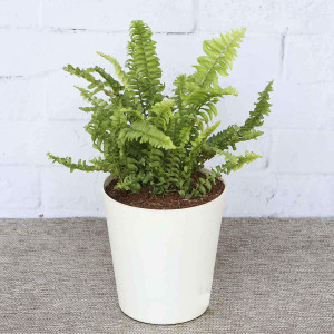 UGALOO Fern Plant Price in India - Buy UGALOO Fern Plant online at ...