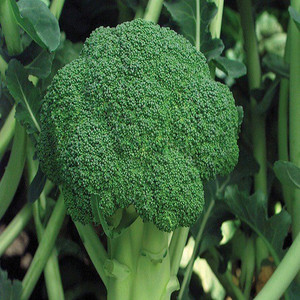 Sjeme Marathon broccoli seed Seed Price in India - Buy Sjeme Marathon ...