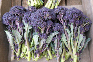 Sjeme Red Fire broccoli seed Seed Price in India - Buy Sjeme Red Fire ...