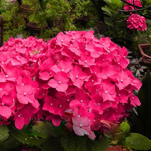 Nema Dwarf Pink Hydrangea Seed Price in India - Buy Nema Dwarf Pink ...
