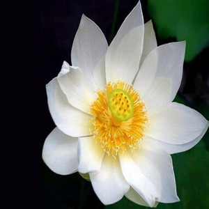 Sjeme Angel Wings Lotus Flower Seed Seed Price in India - Buy Sjeme ...