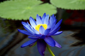 KRISHNA Blue Star Lotus Flower Seed Seed Price in India - Buy KRISHNA ...