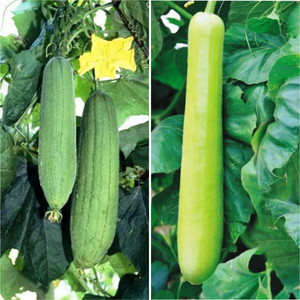 SimXotic Sponge Gourd (Tori) & Bottle Gourd (Loki) Vegetables Seed ...