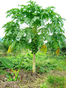 Paudha Papaya Seed Price in India - Buy Paudha Papaya Seed online at ...