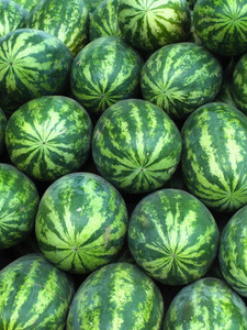 modernseed Watermelon Seed Price in India - Buy modernseed Watermelon ...
