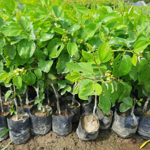 GLOBAL BAZAAR Bel Plant Price in India - Buy GLOBAL BAZAAR Bel Plant ...