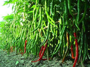 Arlo Green Chilli F1 Jwala Seed Price in India - Buy Arlo Green Chilli ...