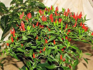 Seedshub Bird eye chilli seeds Seed Price in India - Buy Seedshub Bird ...